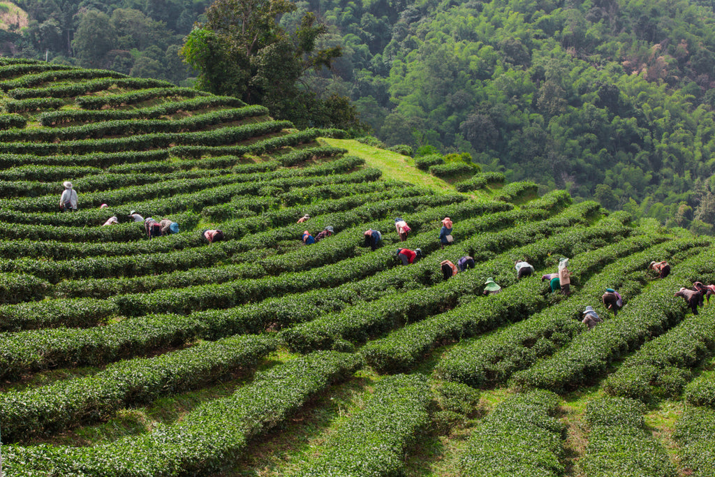 Darjeeling Black Tea Benefits: A Closer Look at This Distinctive Brew ...