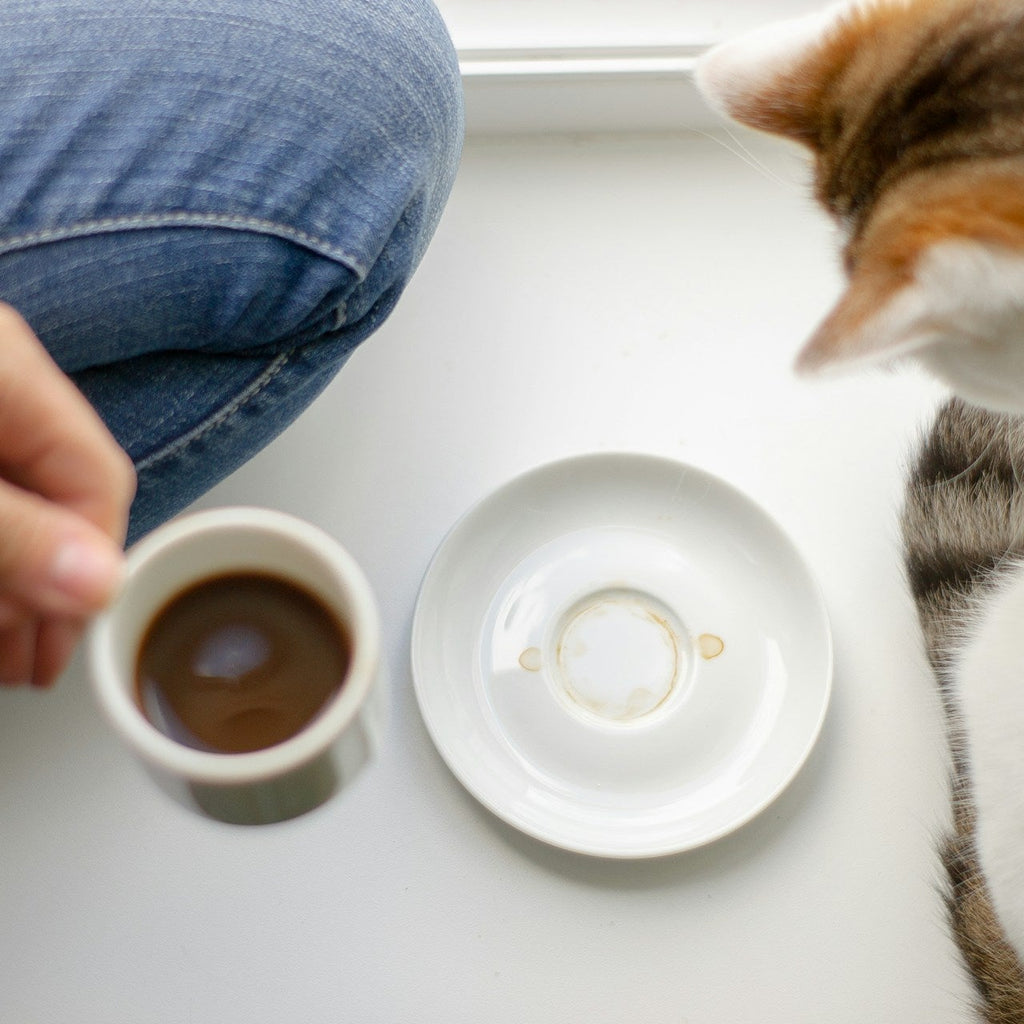 Did You Know the World’s Most Expensive Coffee Comes from Cat Poop ...