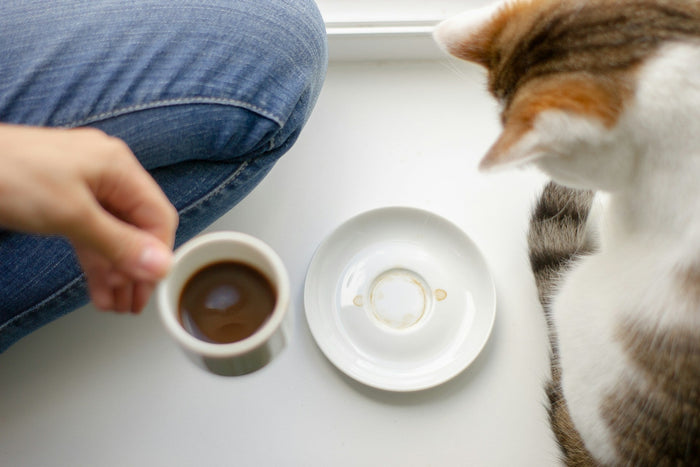 Did You Know the World’s Most Expensive Coffee Comes from Cat Poop ...